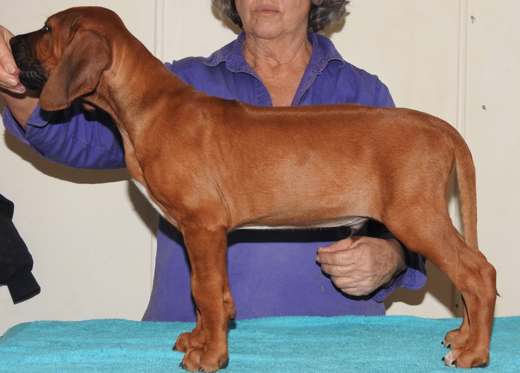 Rubin – Riginal Rhodesian Ridgebacks