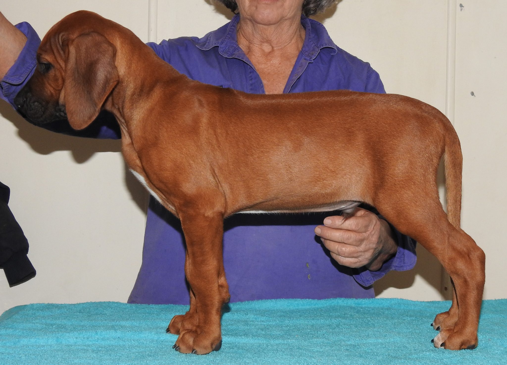 Updates 2023 – Riginal Rhodesian Ridgebacks