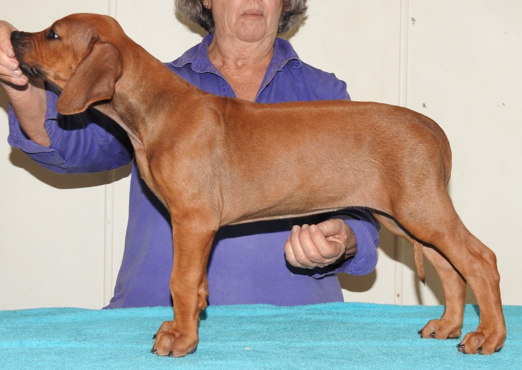 Updates 2023 – Riginal Rhodesian Ridgebacks