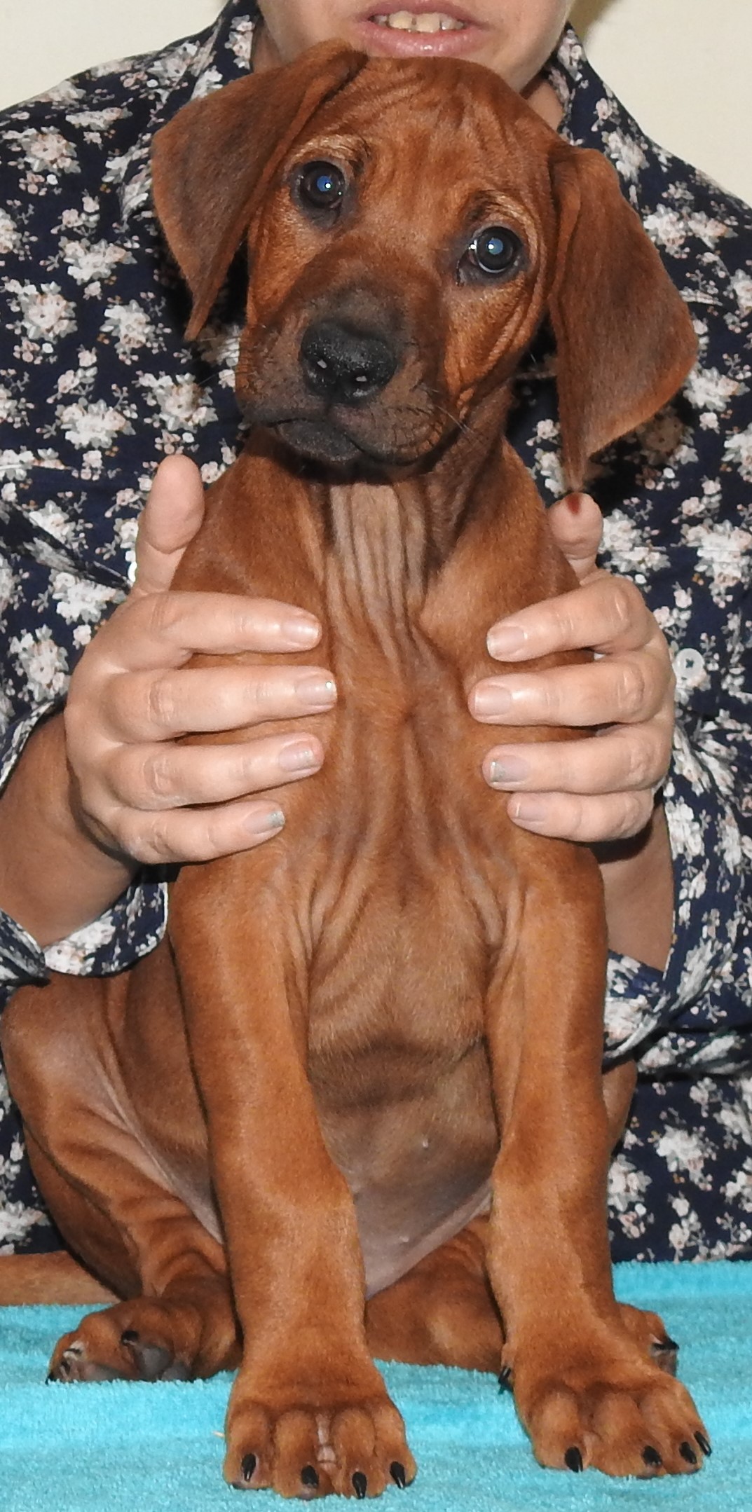 Updates 2023 – Riginal Rhodesian Ridgebacks