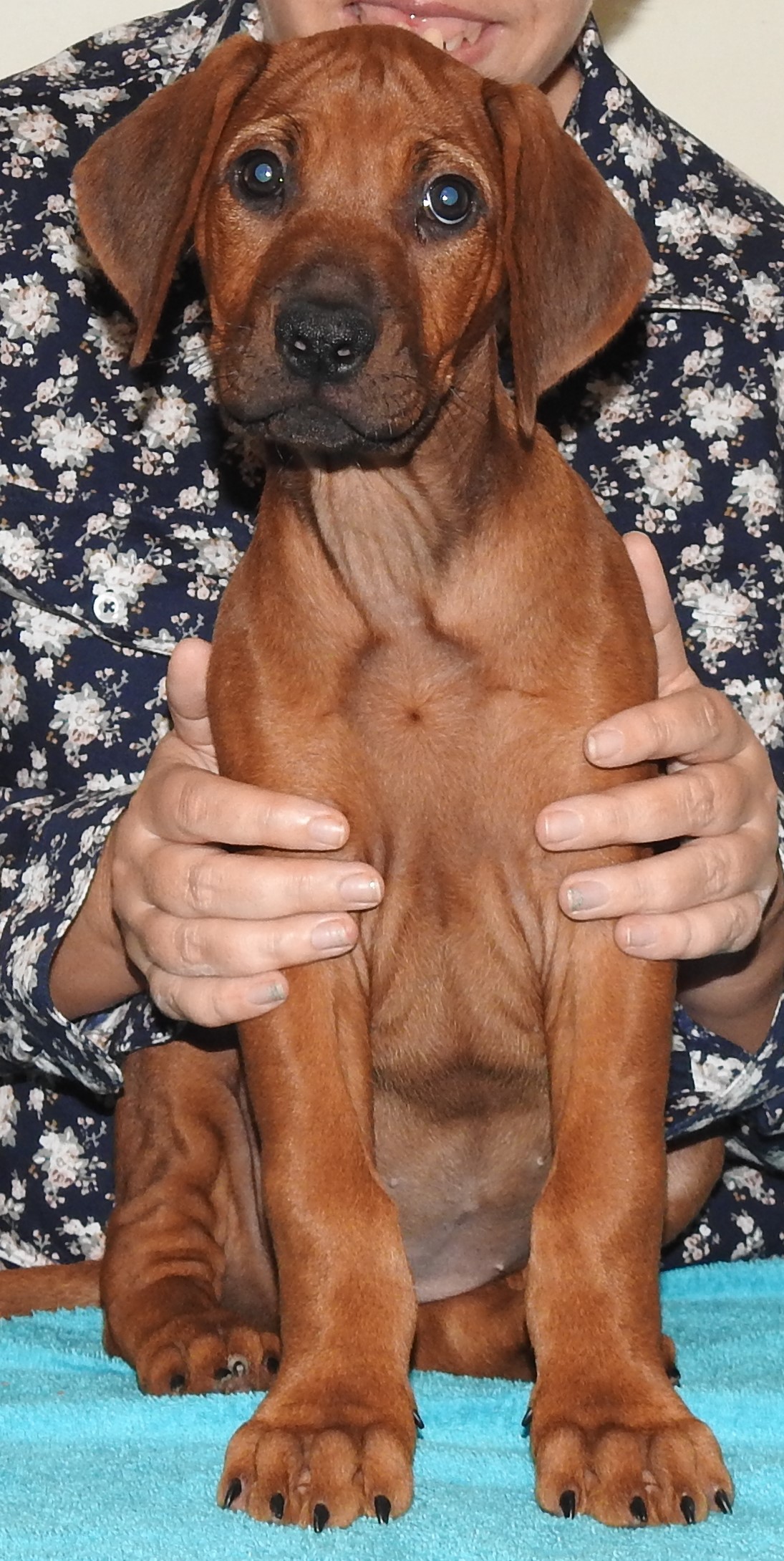 Updates 2023 – Riginal Rhodesian Ridgebacks