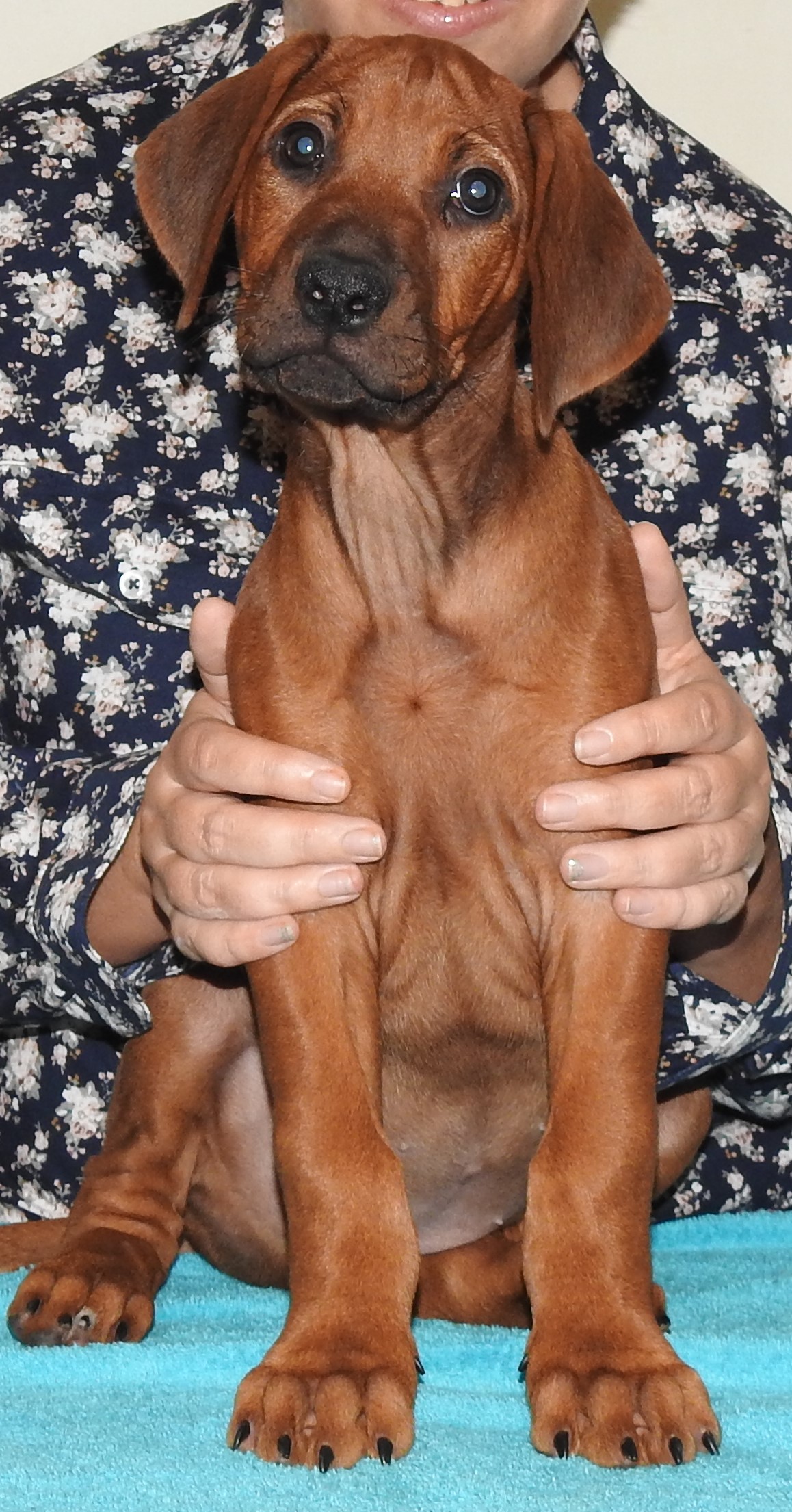 Updates 2023 – Riginal Rhodesian Ridgebacks