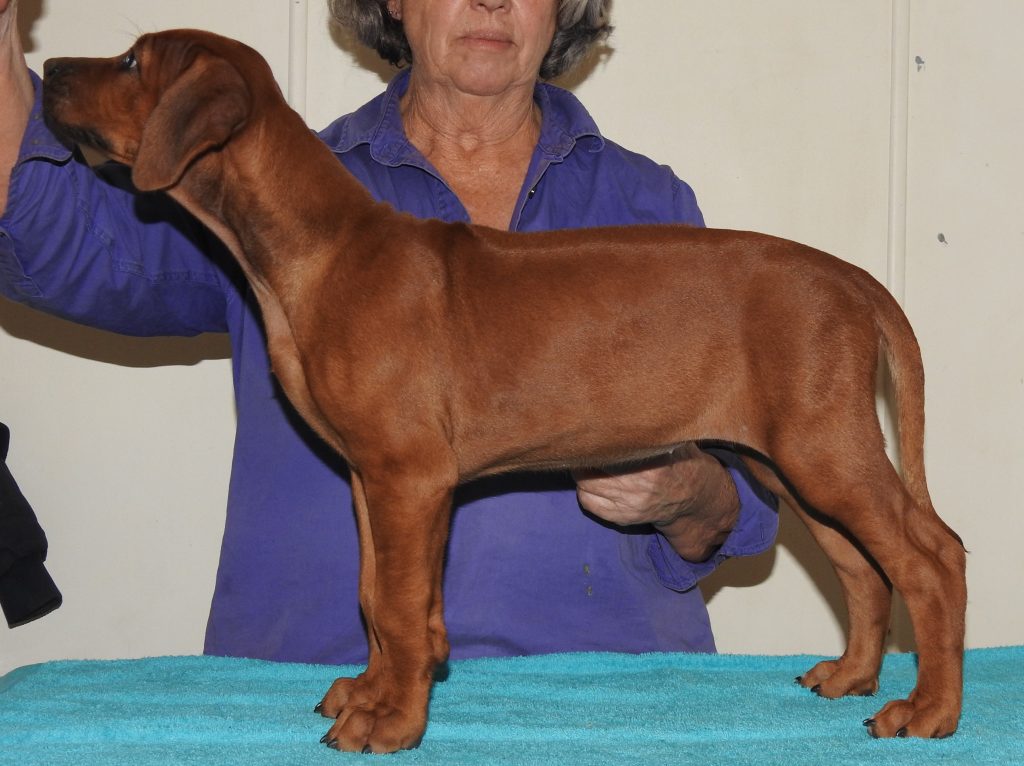 Updates 2023 – Riginal Rhodesian Ridgebacks
