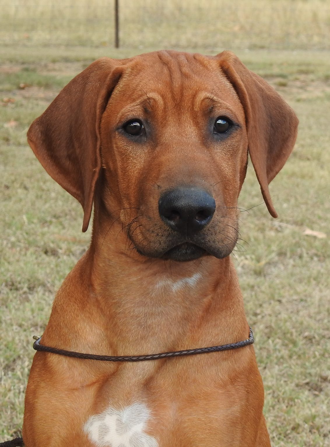 Noah – Riginal Rhodesian Ridgebacks