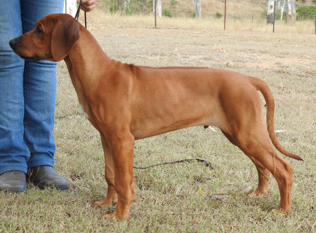 Noah – Riginal Rhodesian Ridgebacks