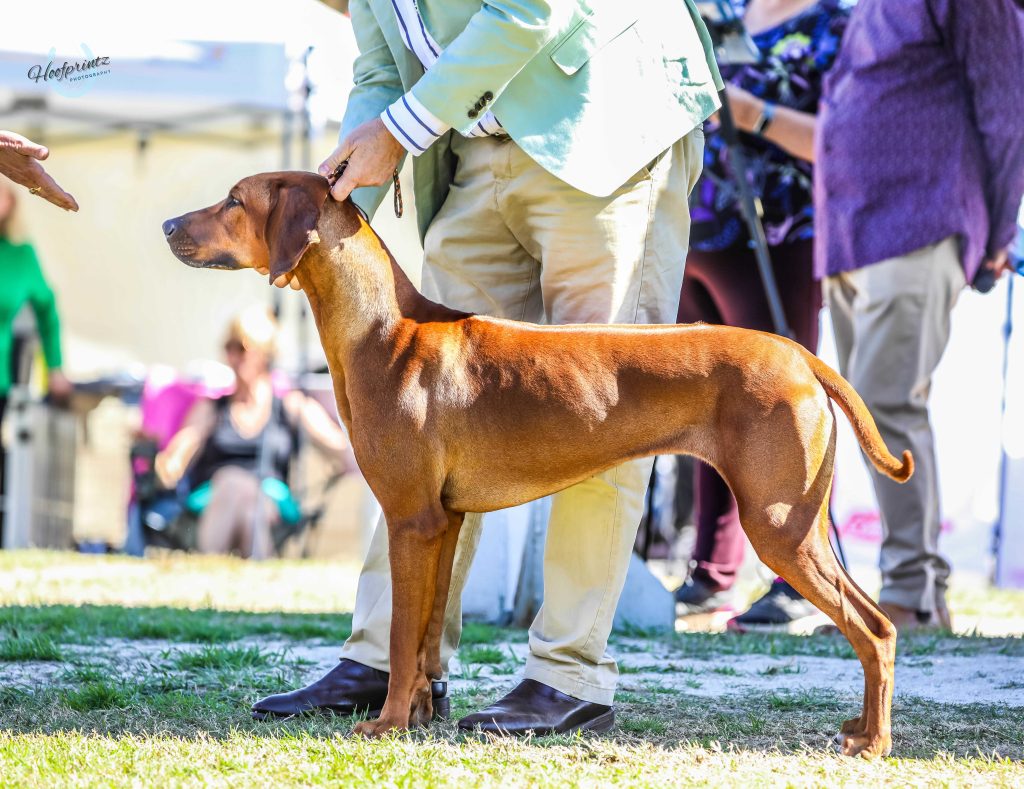 Riginal Rhodesian Ridgebacks – Rhodesian Ridgebacks, Queensland, Australia