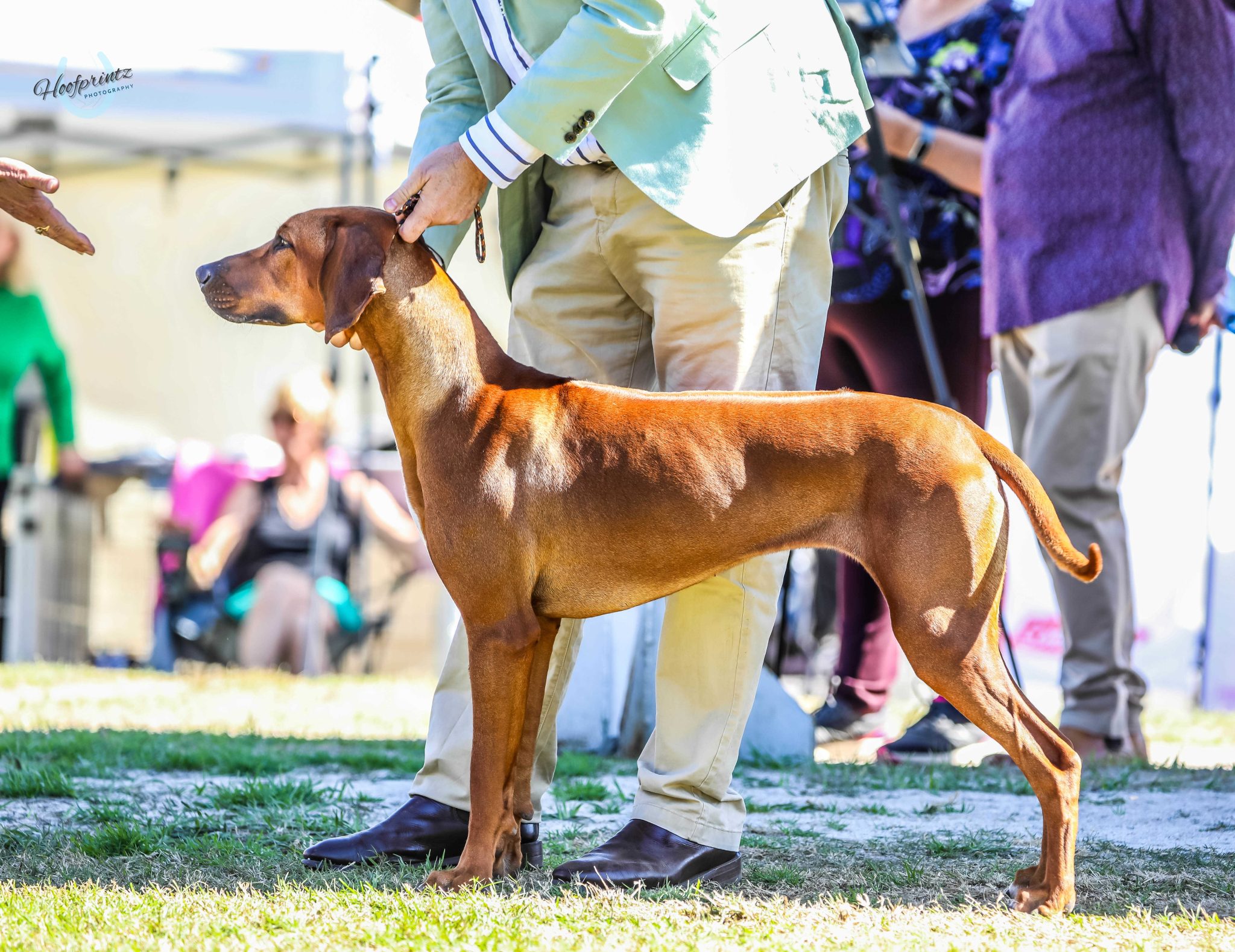 Riginal Rhodesian Ridgebacks – Rhodesian Ridgebacks, Queensland, Australia