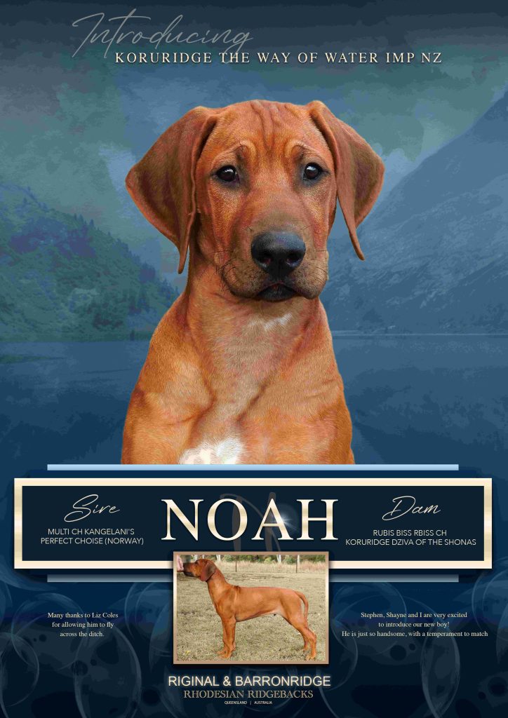 Updates 2023 – Riginal Rhodesian Ridgebacks