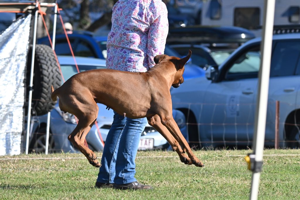 Updates 2023 – Riginal Rhodesian Ridgebacks