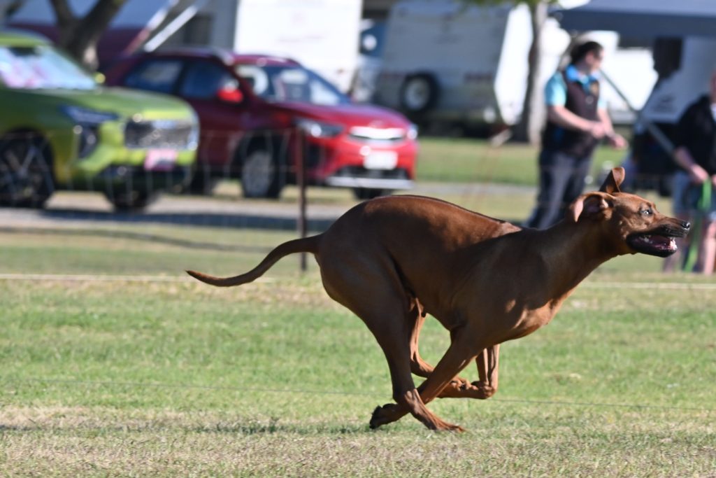Updates 2023 – Riginal Rhodesian Ridgebacks