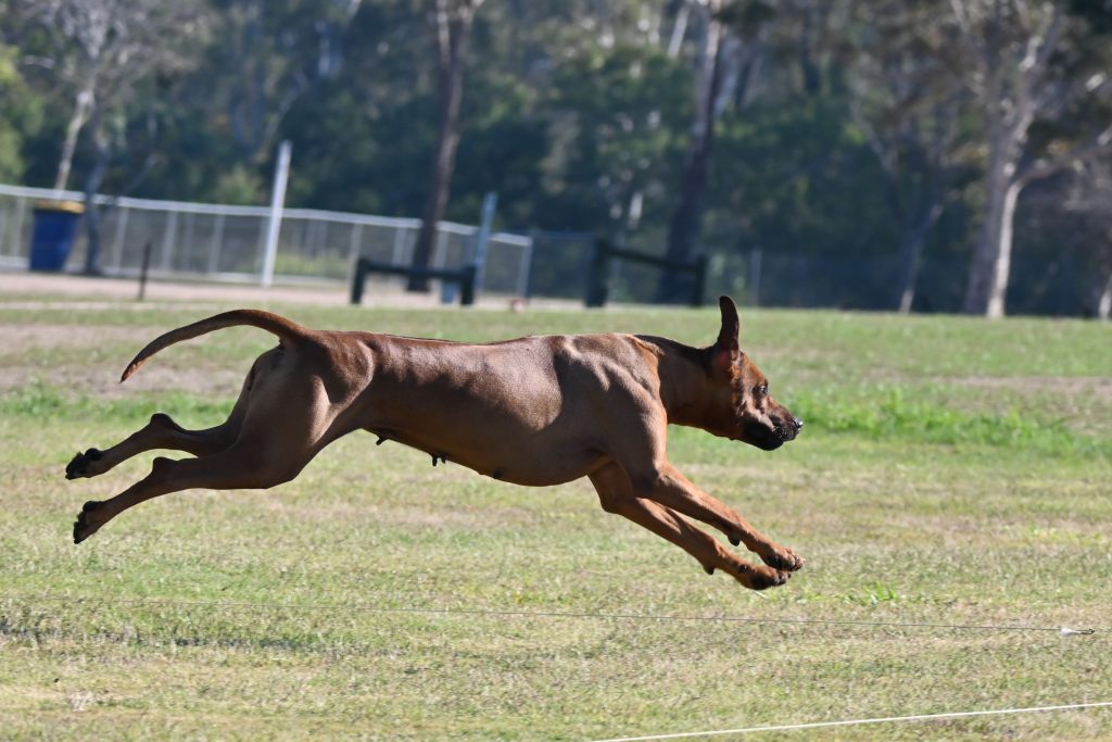 Updates 2023 – Riginal Rhodesian Ridgebacks