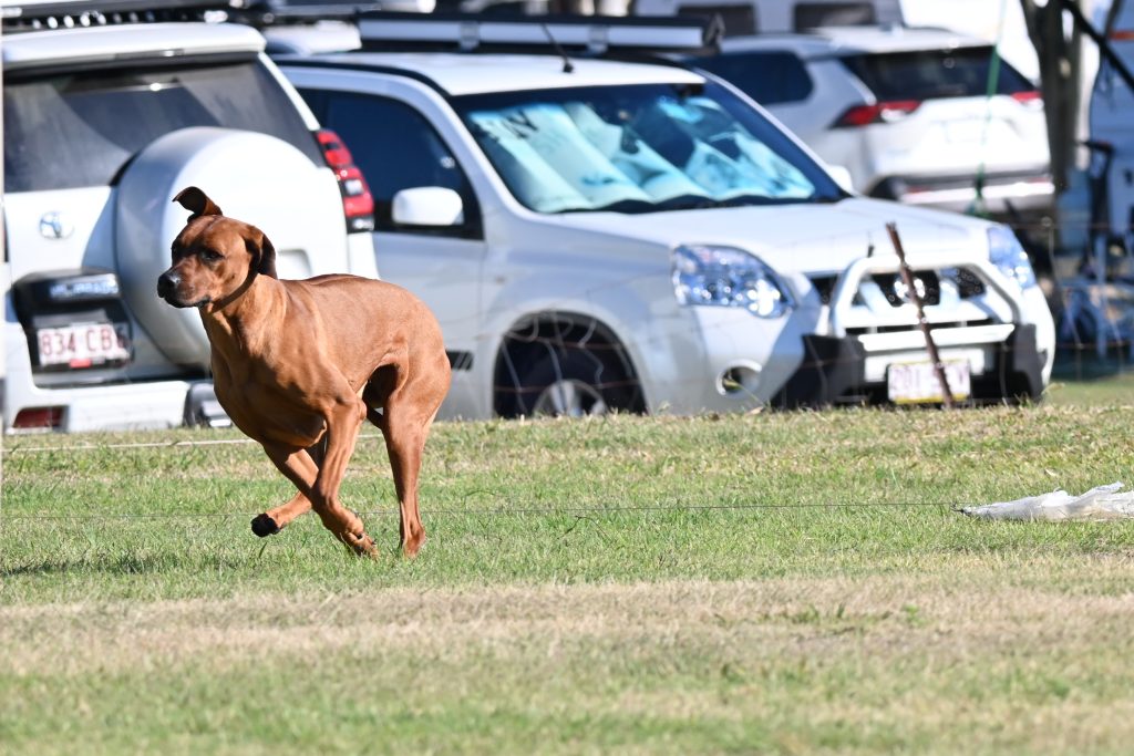 Updates 2023 – Riginal Rhodesian Ridgebacks
