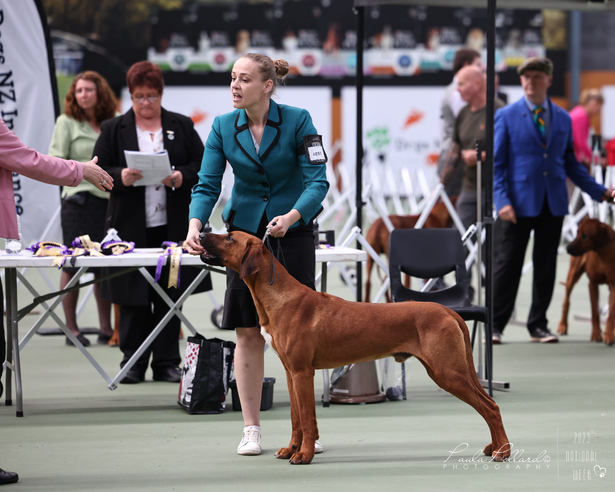 Updates 2023 – Riginal Rhodesian Ridgebacks