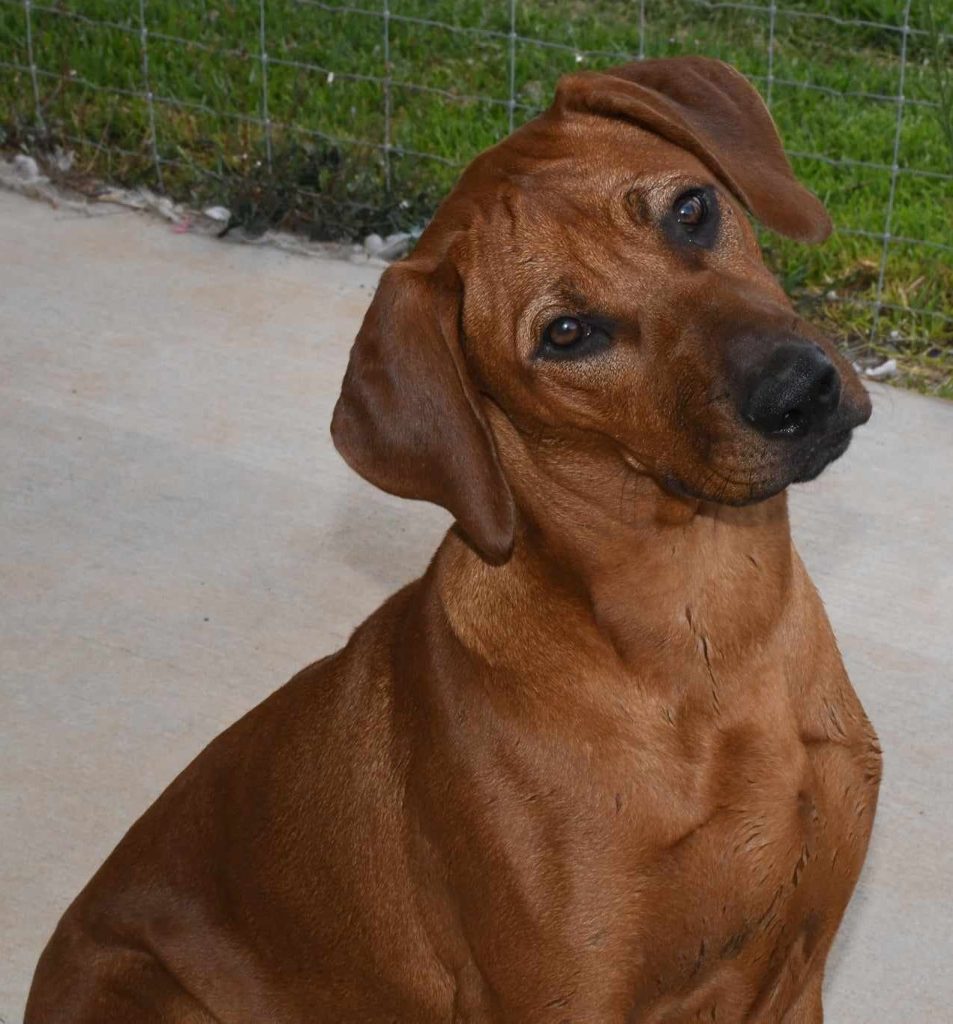 Updates 2023 – Riginal Rhodesian Ridgebacks