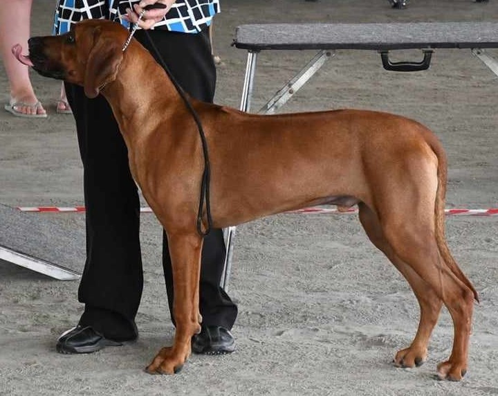 Rubin – Riginal Rhodesian Ridgebacks