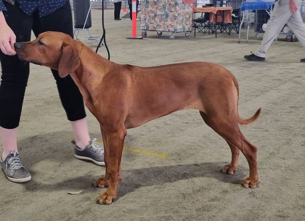 Updates 2023 – Riginal Rhodesian Ridgebacks
