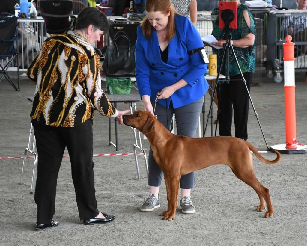Updates 2023 – Riginal Rhodesian Ridgebacks