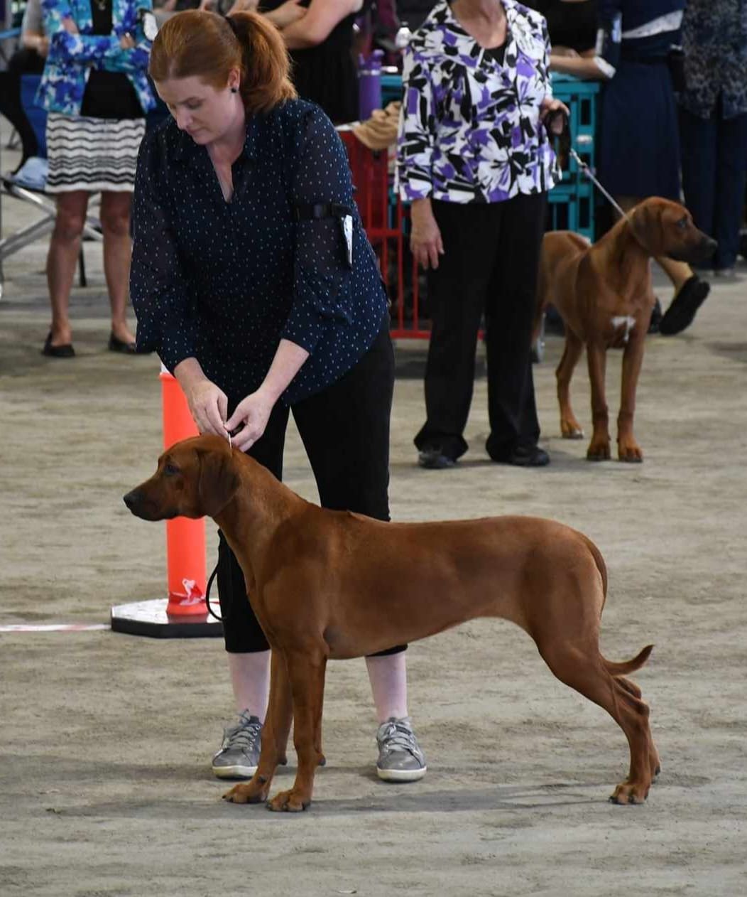 Updates 2023 – Riginal Rhodesian Ridgebacks