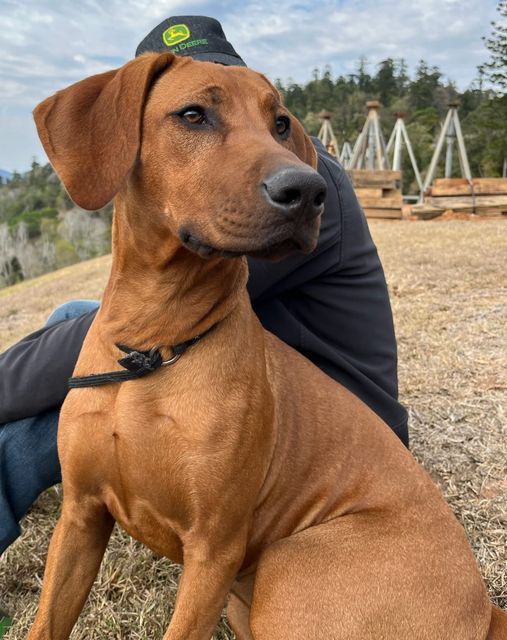Updates 2023 – Riginal Rhodesian Ridgebacks