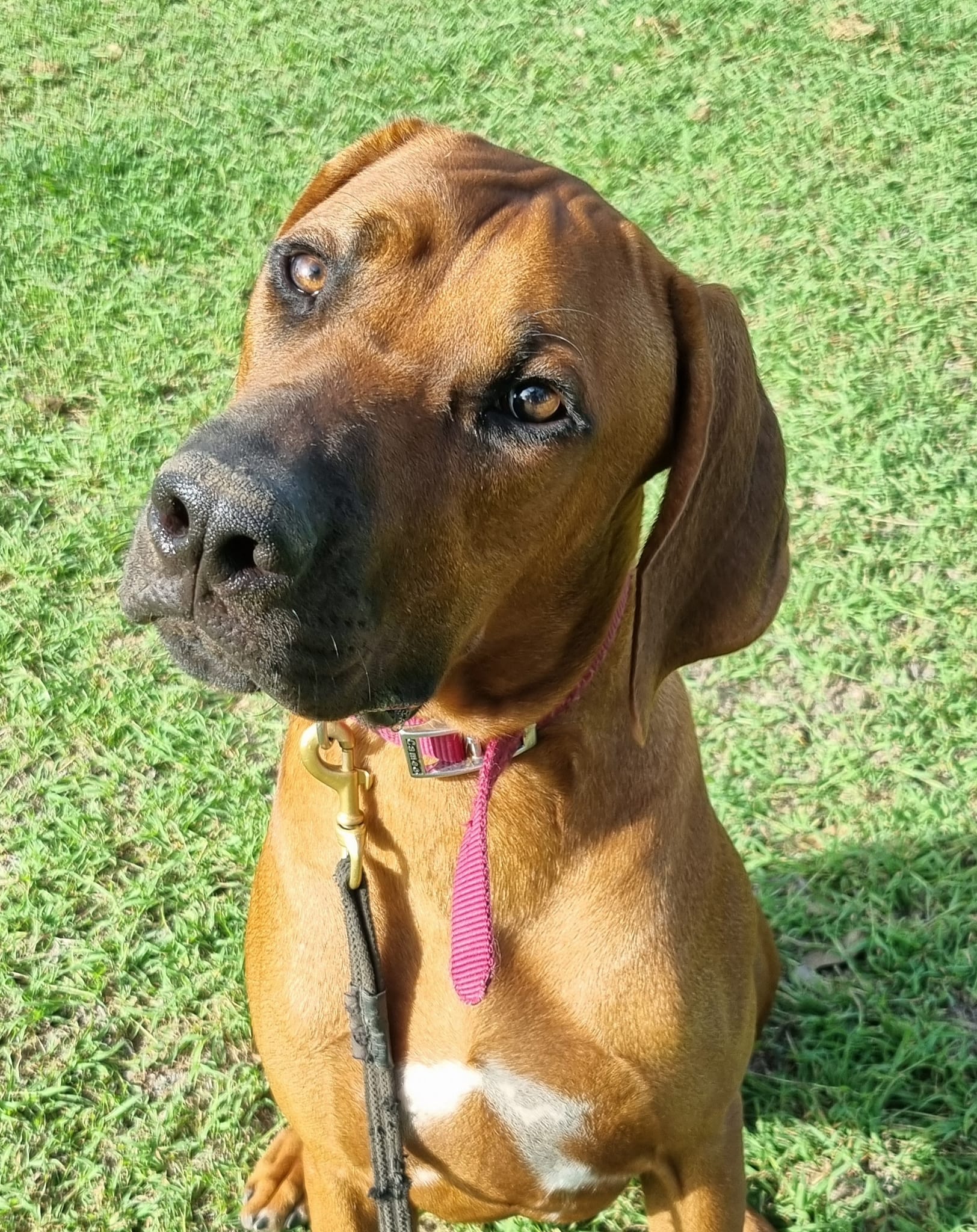 Updates 2024 – Riginal Rhodesian Ridgebacks