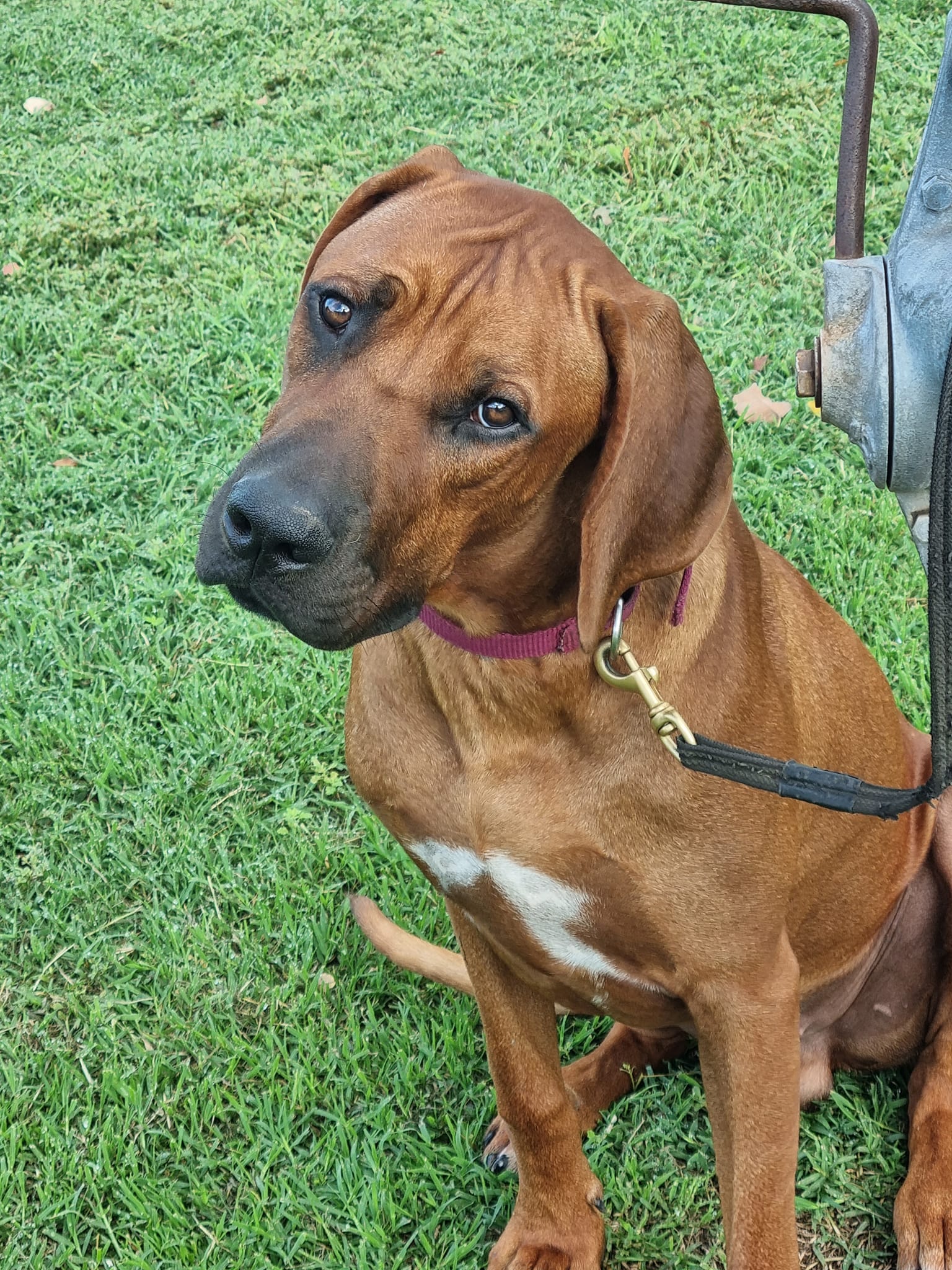 Updates 2024 – Riginal Rhodesian Ridgebacks