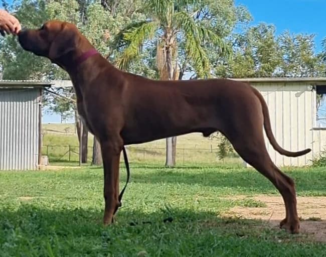 Updates 2024 – Riginal Rhodesian Ridgebacks