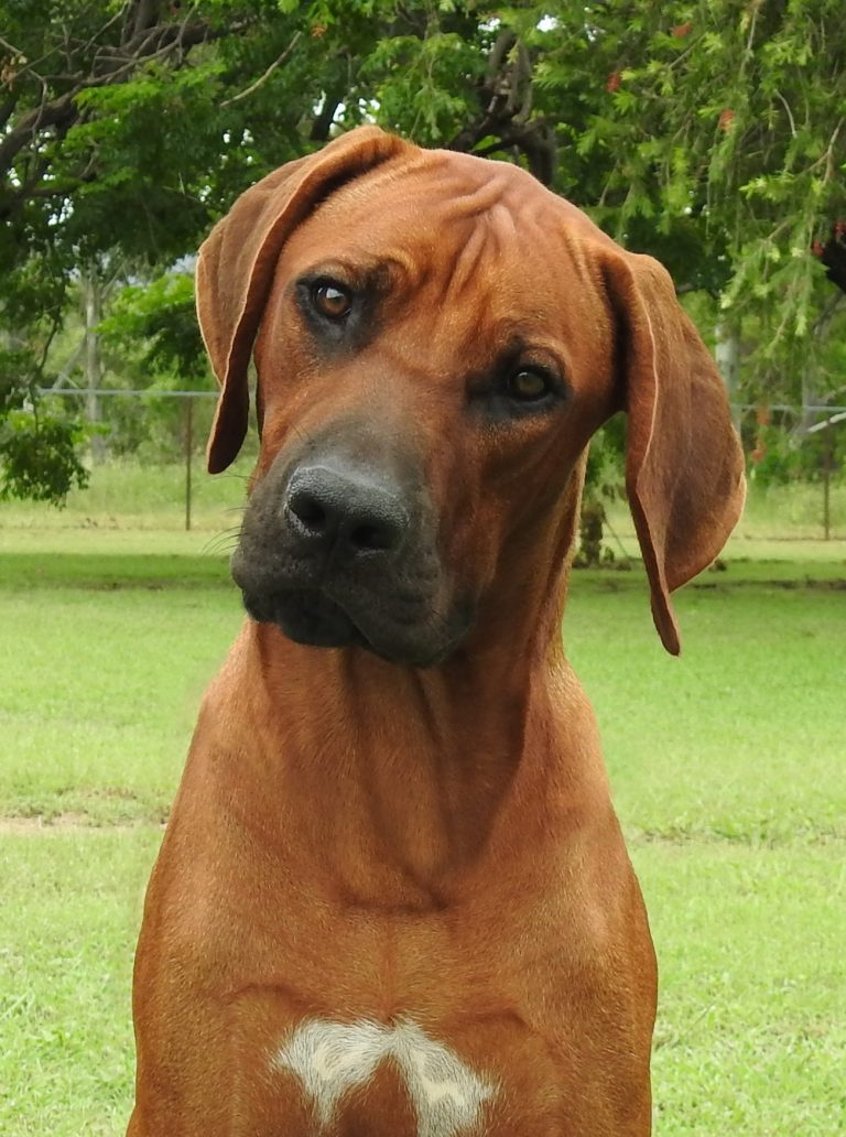Rubin – Riginal Rhodesian Ridgebacks