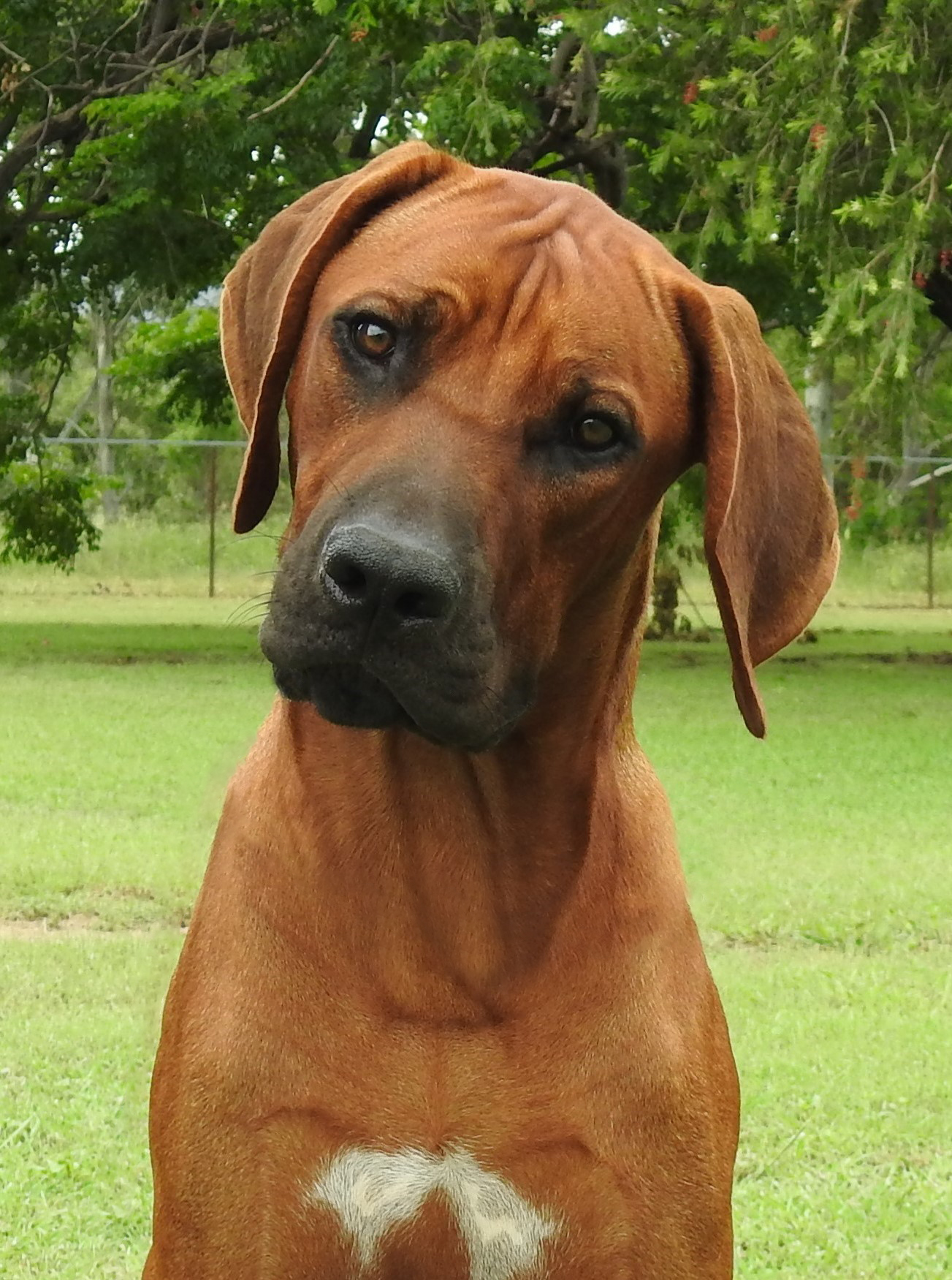 Updates 2024 – Riginal Rhodesian Ridgebacks