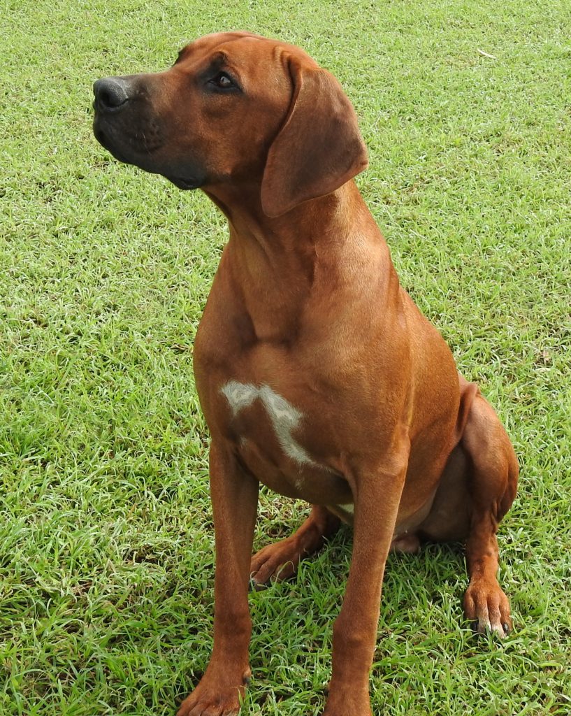 Updates 2024 – Riginal Rhodesian Ridgebacks