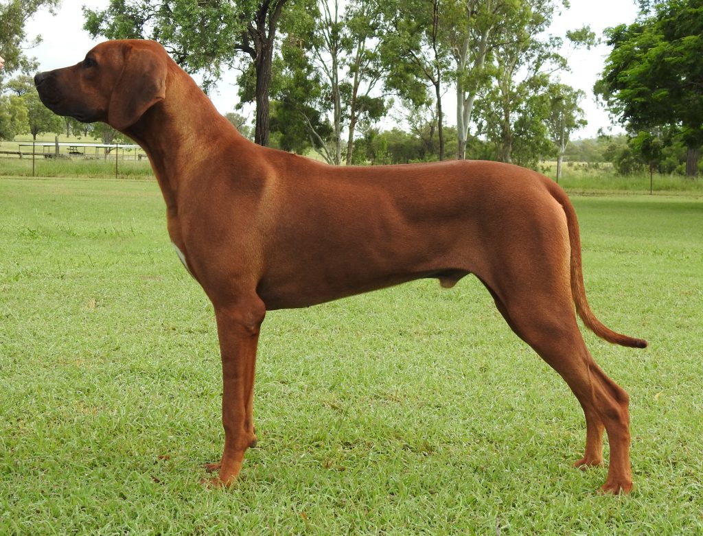 Updates 2024 – Riginal Rhodesian Ridgebacks