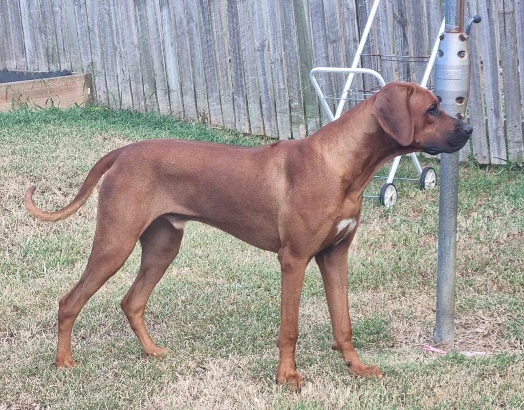 Rubin – Riginal Rhodesian Ridgebacks