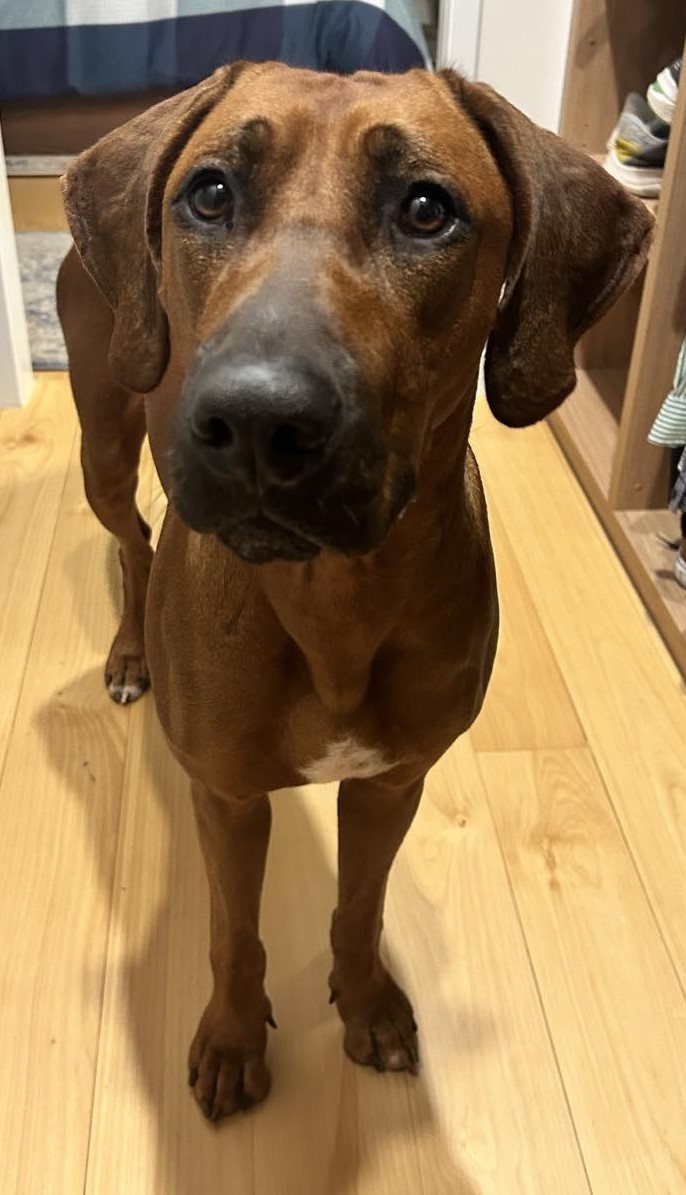 Updates 2024 – Riginal Rhodesian Ridgebacks