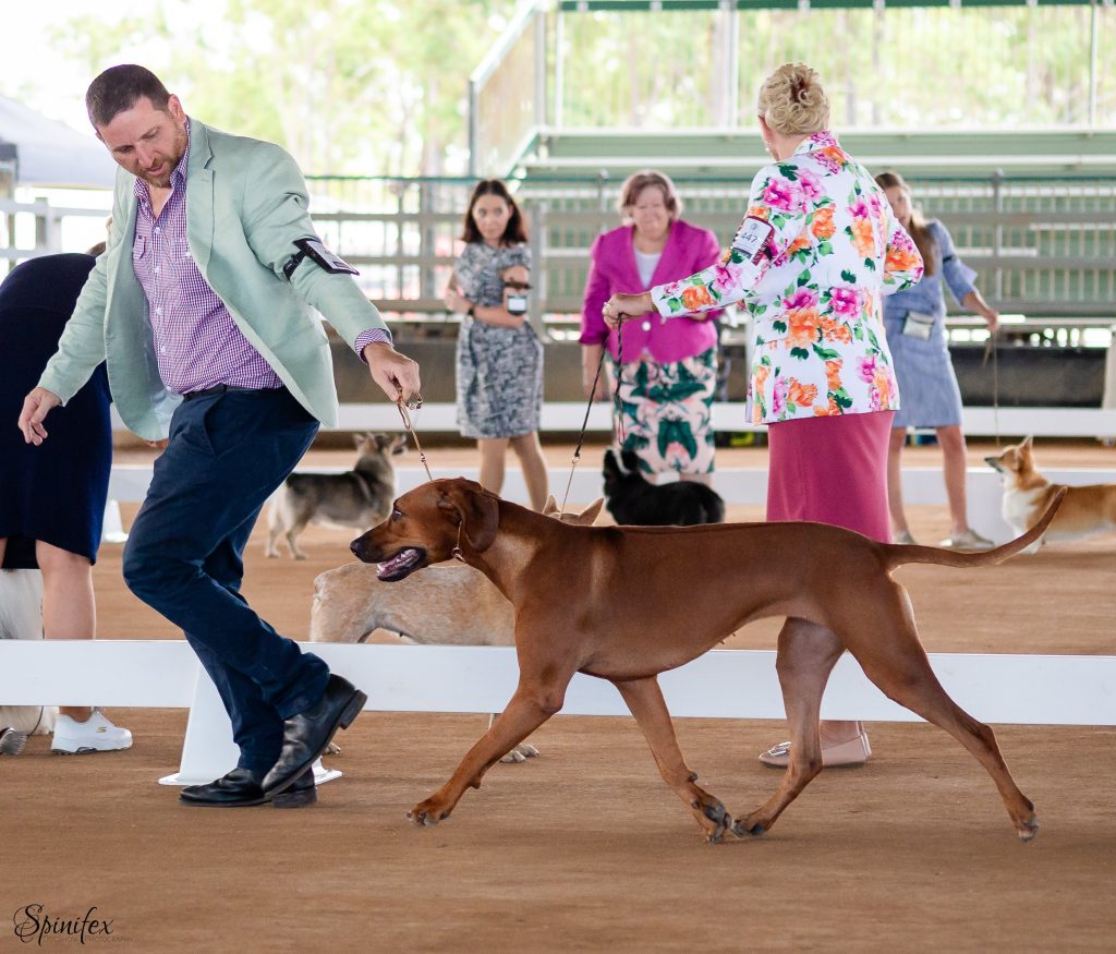 Gia – Riginal Rhodesian Ridgebacks