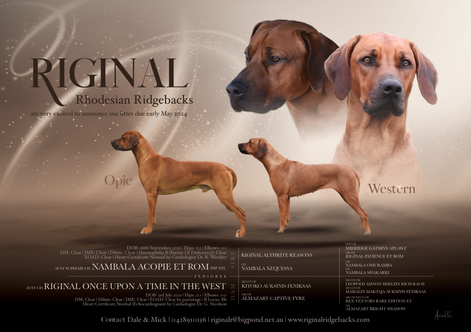 Riginal Rhodesian Ridgebacks – Rhodesian Ridgebacks, Queensland, Australia