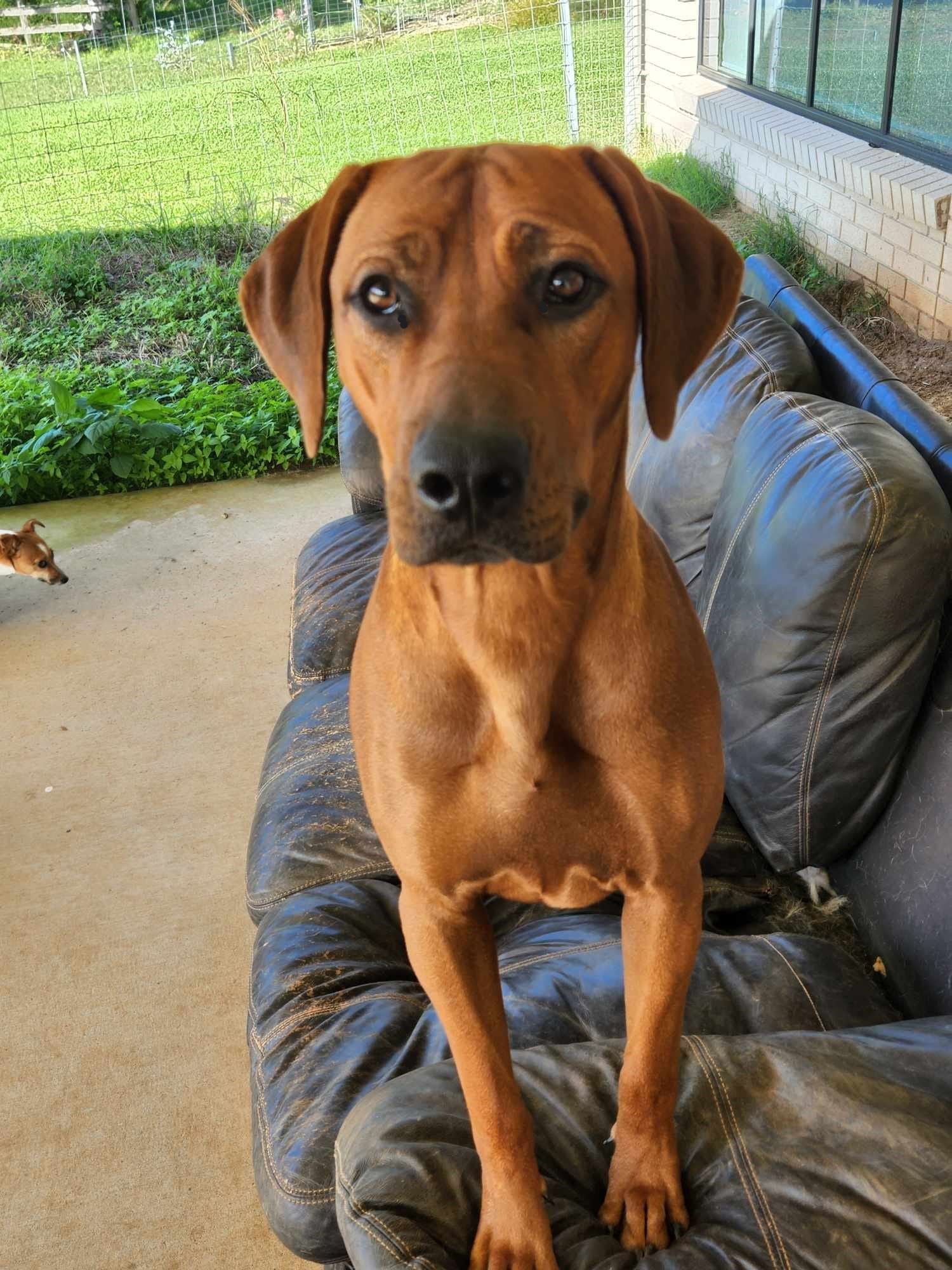 Updates 2024 – Riginal Rhodesian Ridgebacks