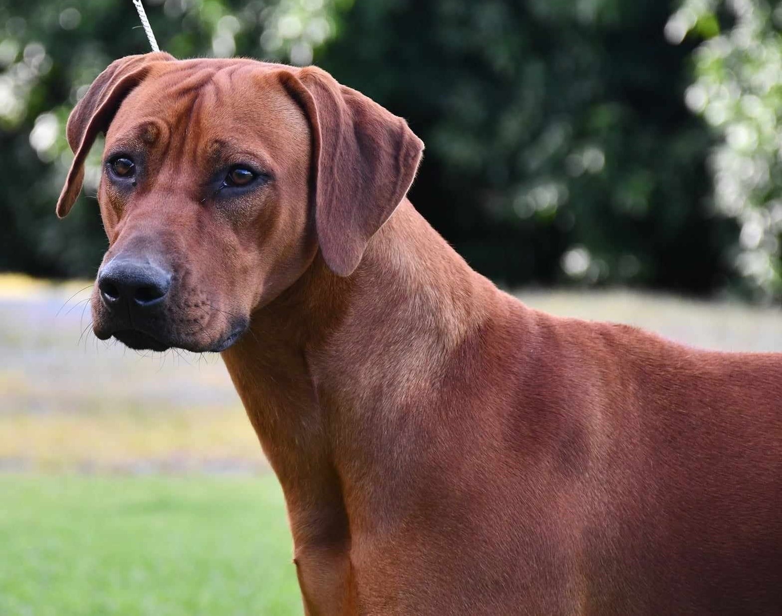 Updates 2024 – Riginal Rhodesian Ridgebacks