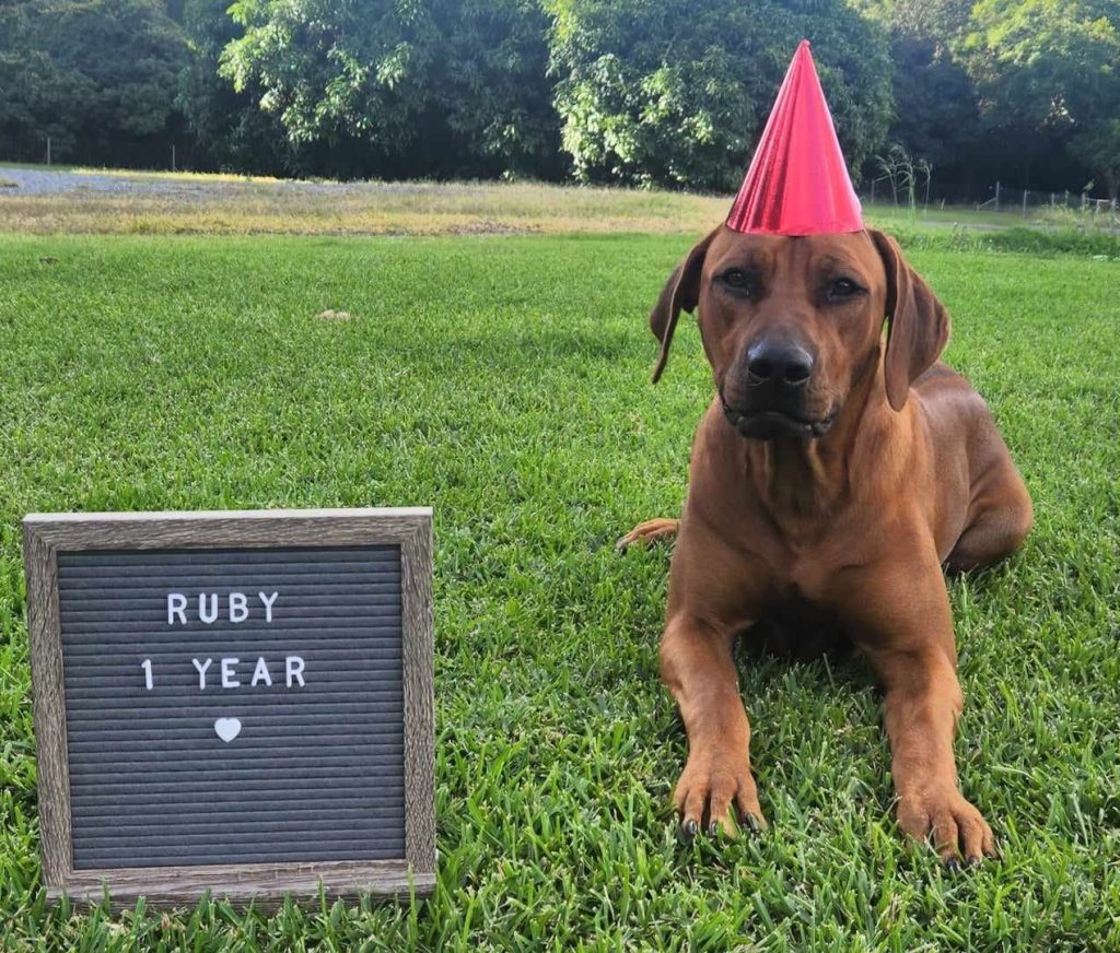 Updates 2024 – Riginal Rhodesian Ridgebacks