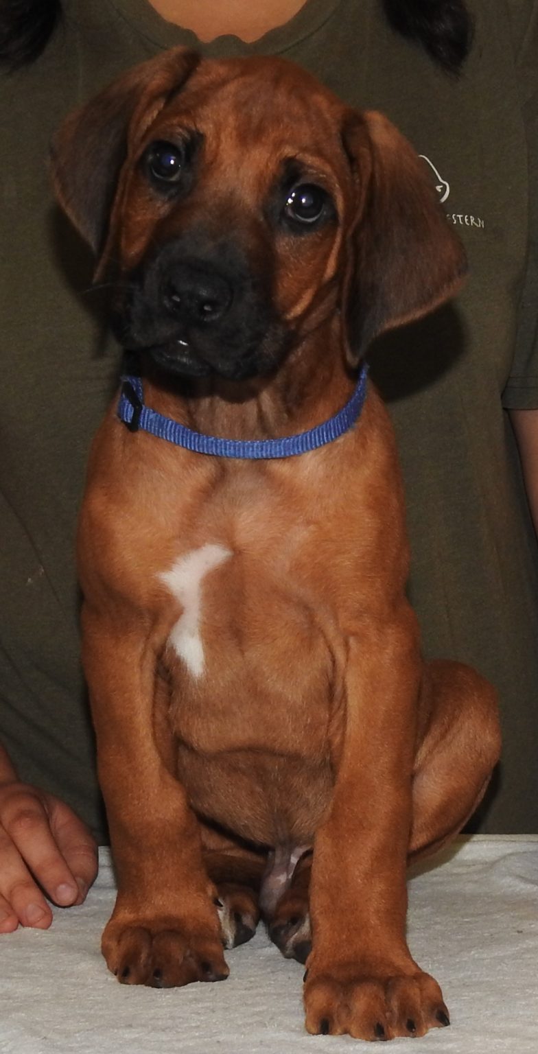 Litter No 21 5 wks – – Riginal Rhodesian Ridgebacks