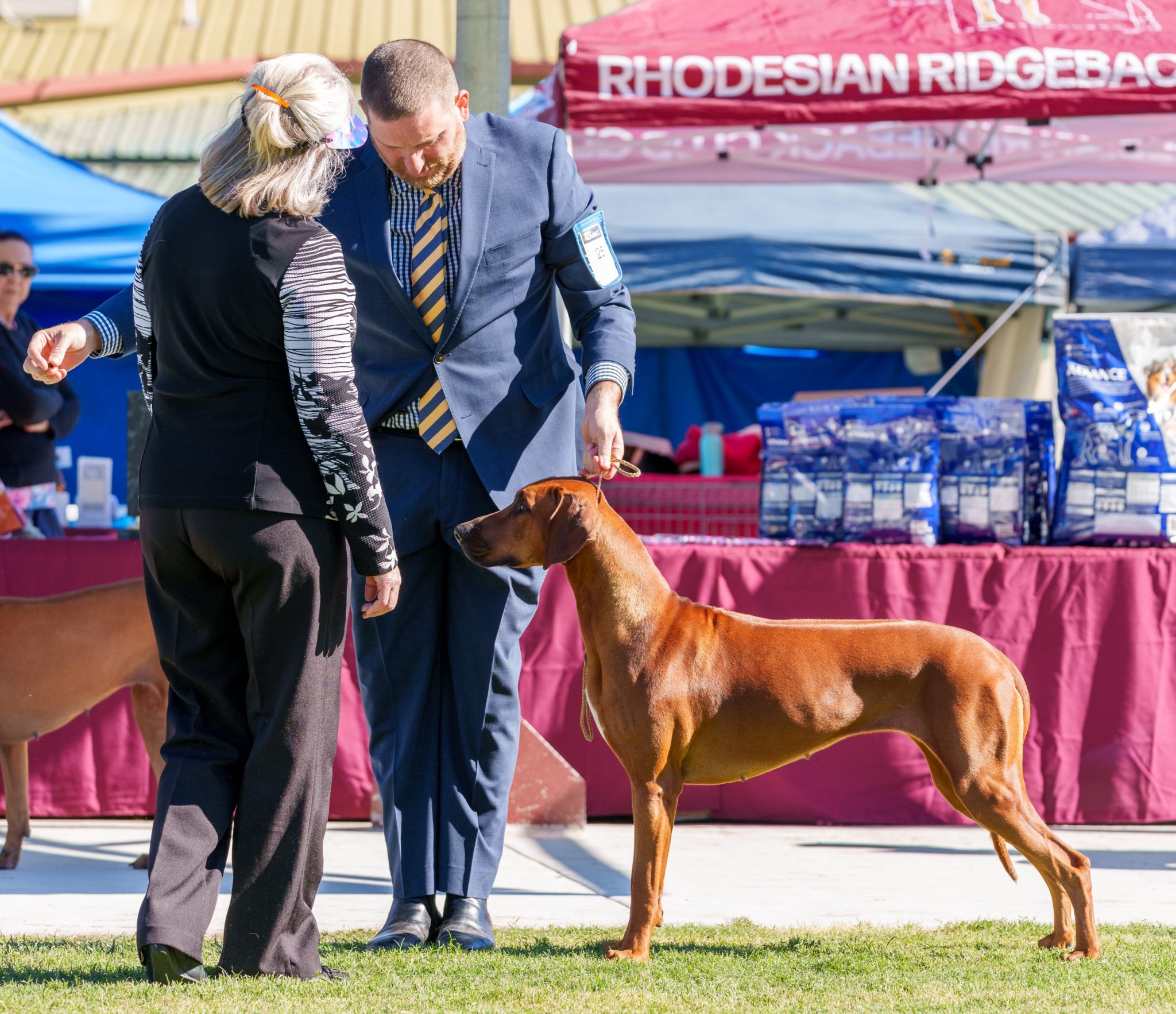 Riginal Rhodesian Ridgebacks – Rhodesian Ridgebacks, Queensland, Australia