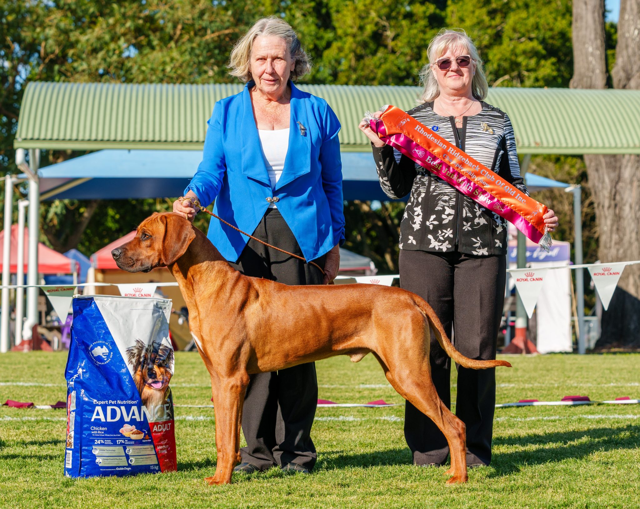 Rubin – Riginal Rhodesian Ridgebacks