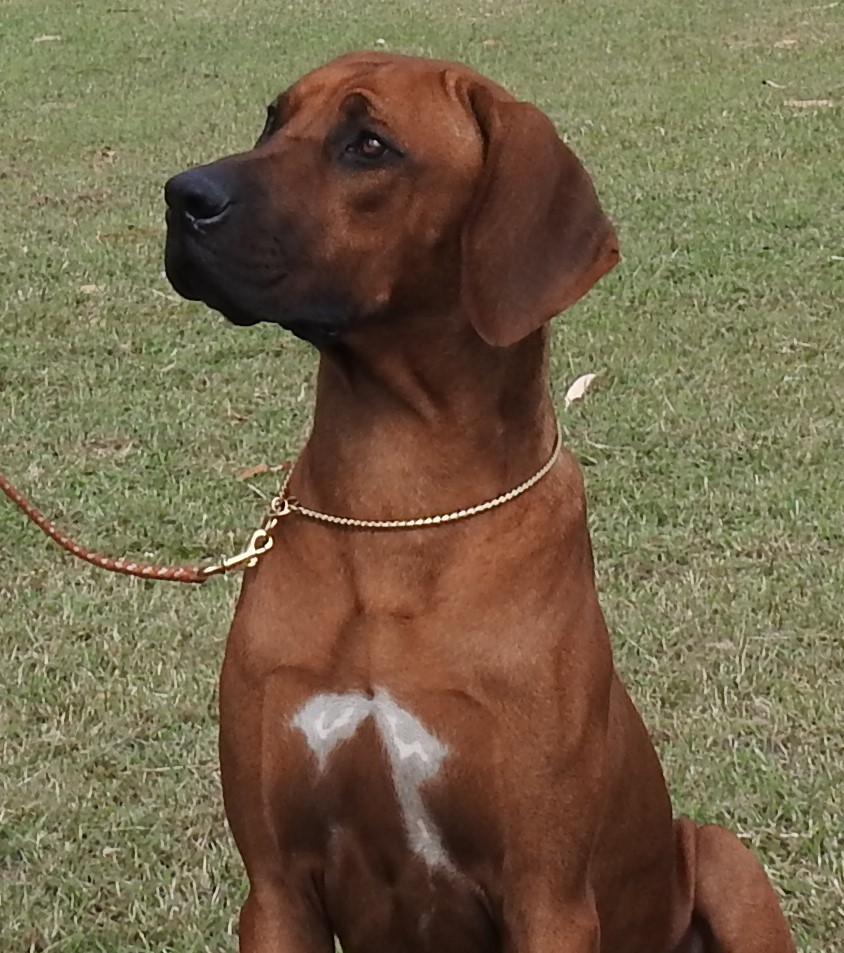 Rubin – Riginal Rhodesian Ridgebacks