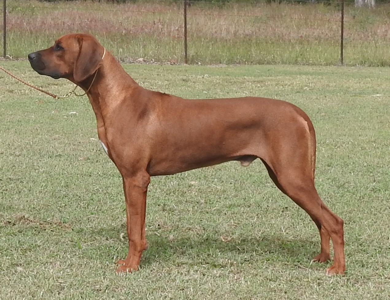 Rubin – Riginal Rhodesian Ridgebacks