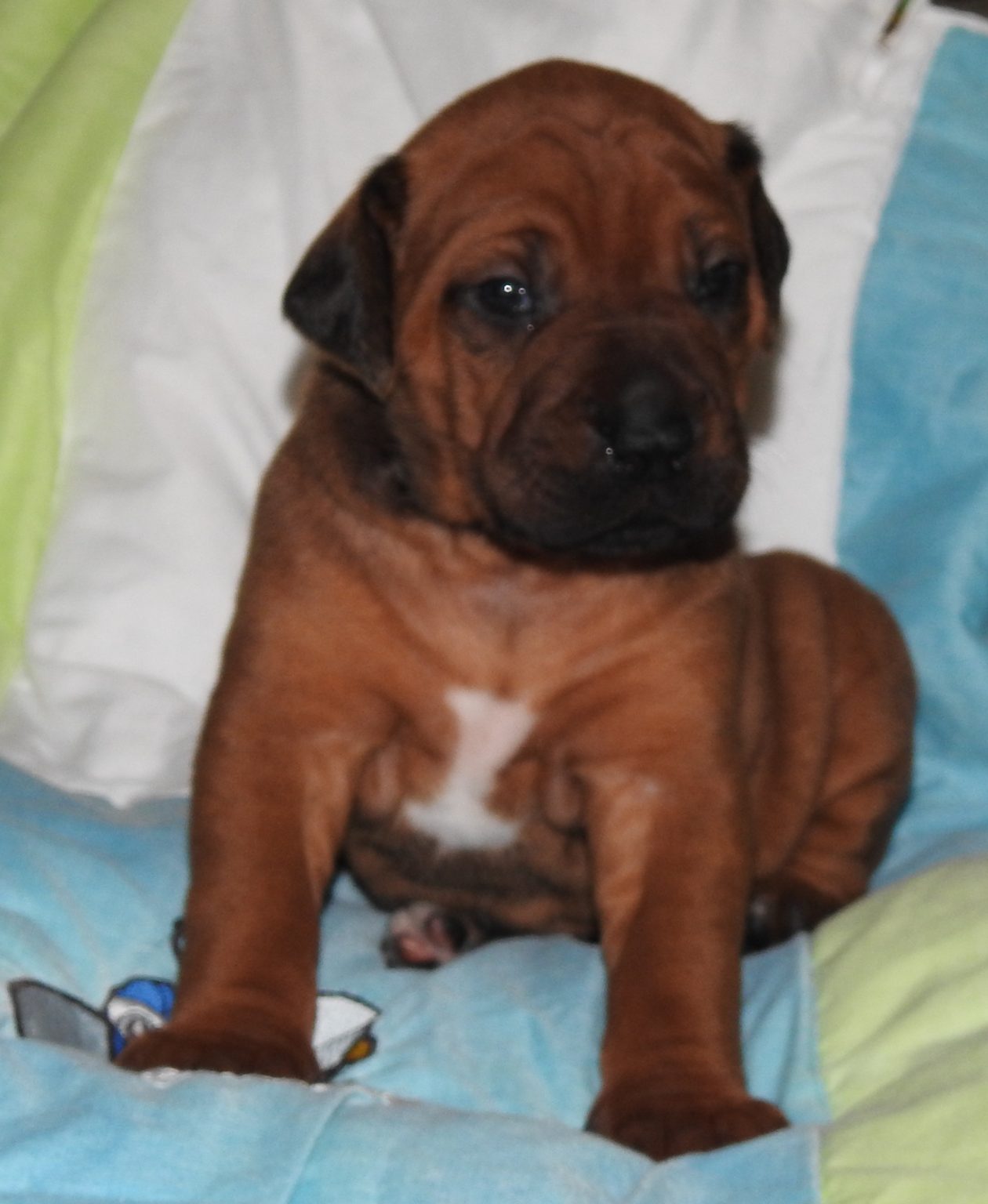 Updates 2025 – Riginal Rhodesian Ridgebacks