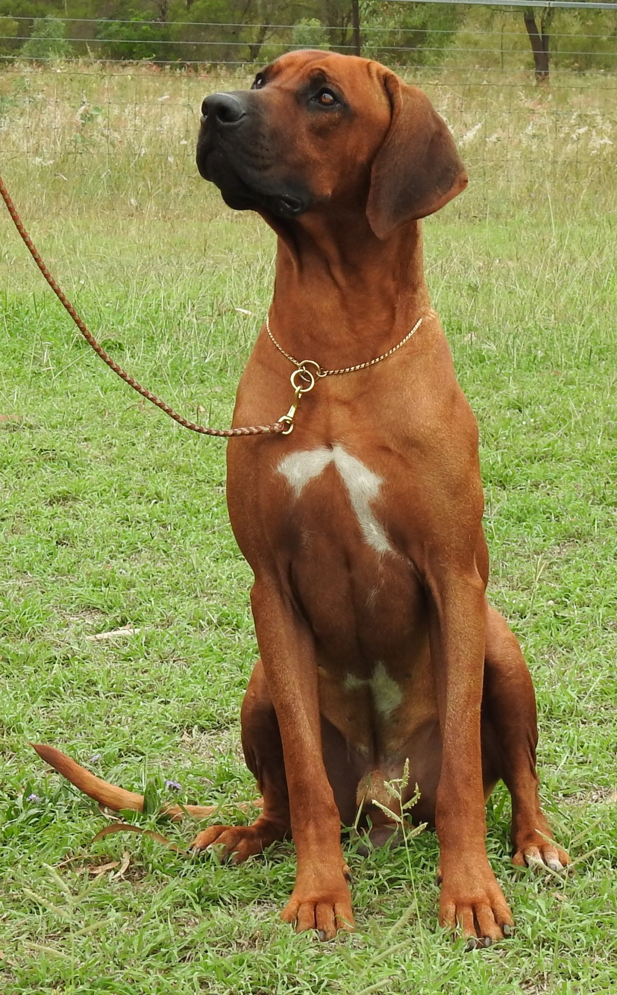 Rubin – Riginal Rhodesian Ridgebacks