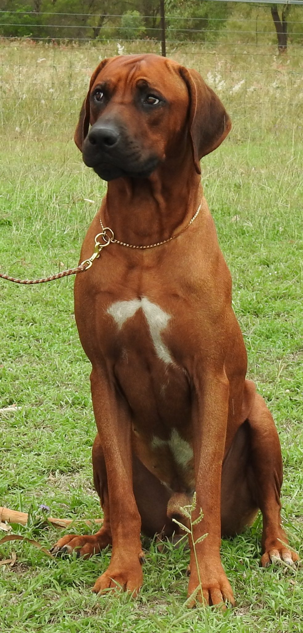 Riginal Rhodesian Ridgebacks – Rhodesian Ridgebacks, Queensland, Australia