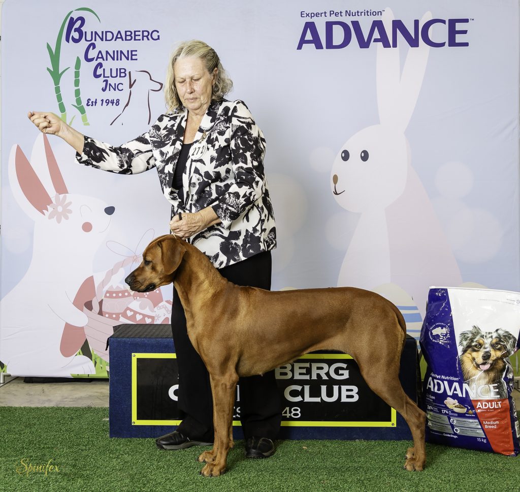 Updates 2025 – Riginal Rhodesian Ridgebacks